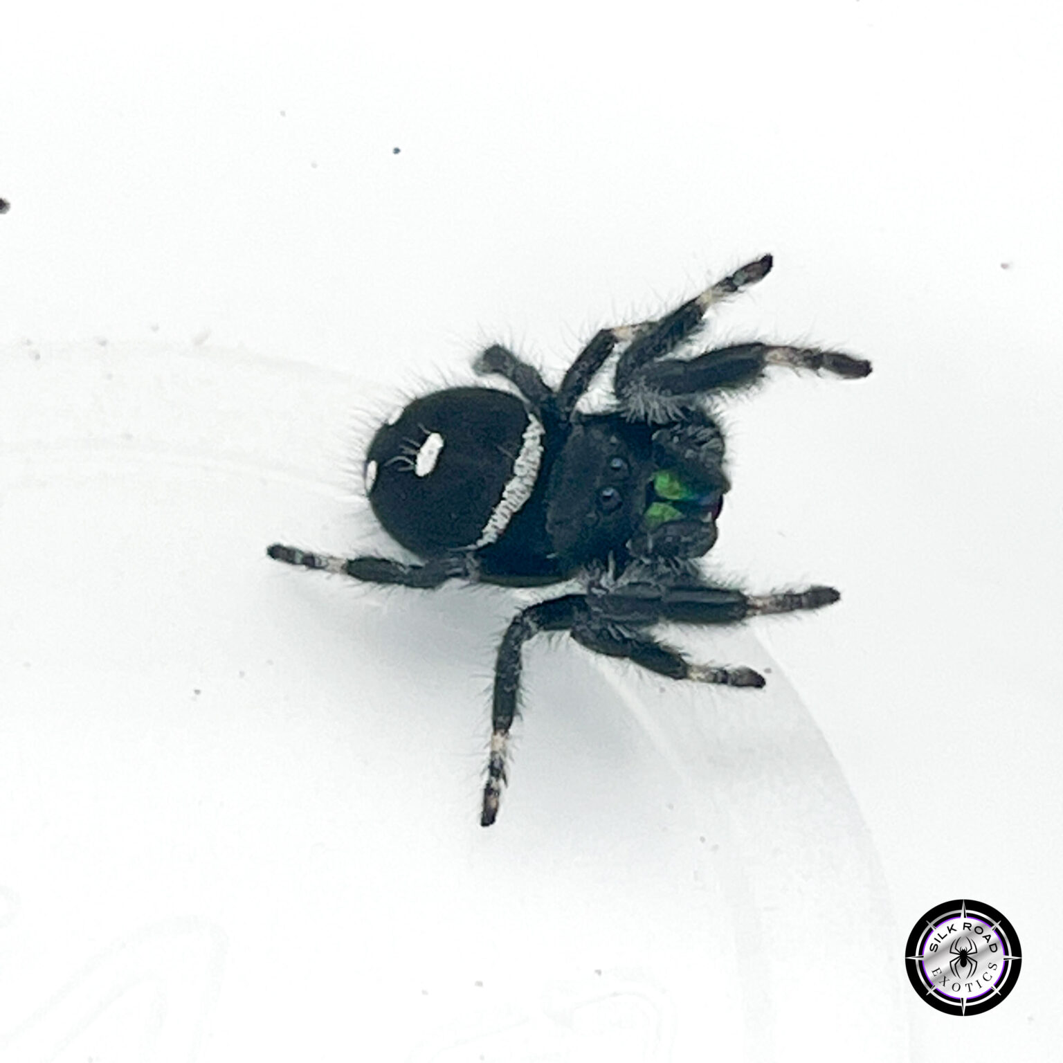 Regal Jumping Spider (Phidippus regius) for Sale