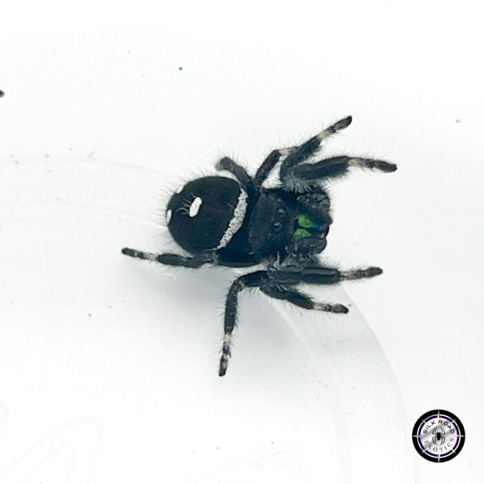 Regal Jumping Spider (Phidippus regius) for Sale